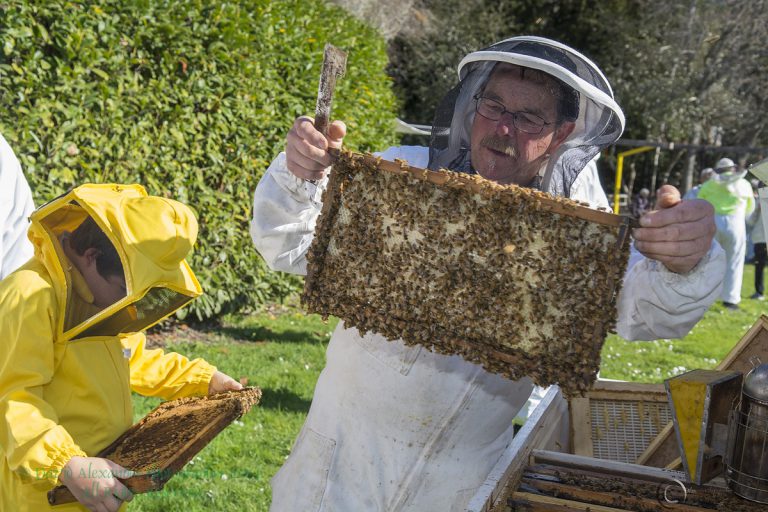 Why Join – Christchurch Beekeepers Club