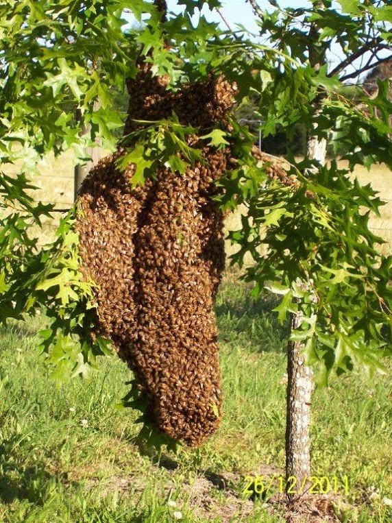 Swarm – Christchurch Beekeepers Club